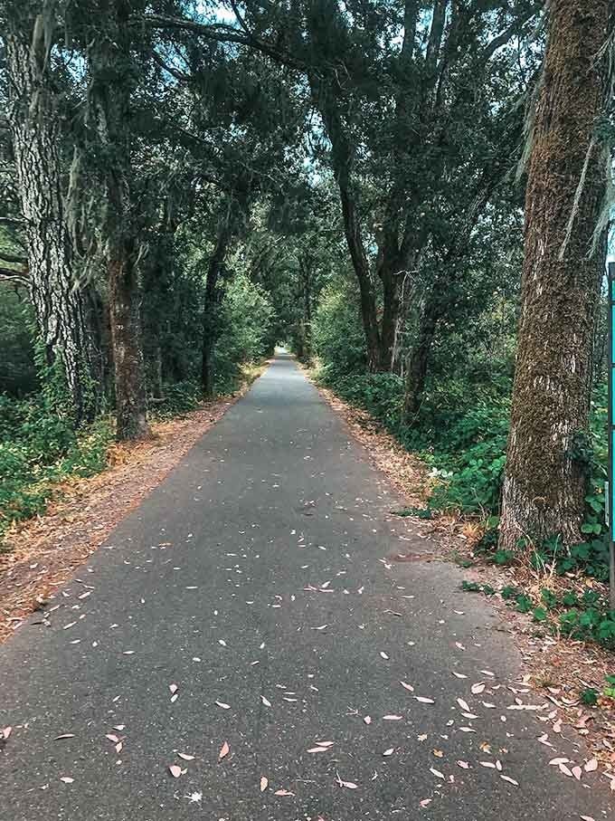 Nature's own tunnel of trees creates the kind of shaded pathway that makes you forget your air conditioning exists.