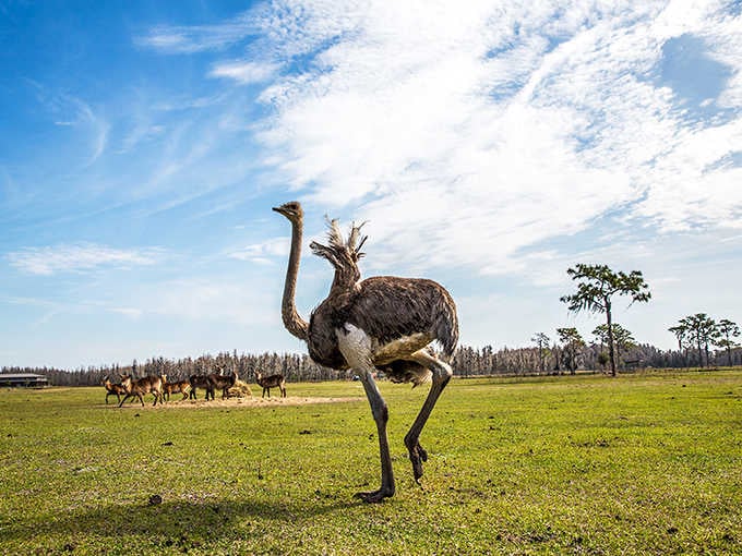 Ostriches strut across Florida grasslands like they're auditioning for a nature documentary about confidence and questionable life choices.
