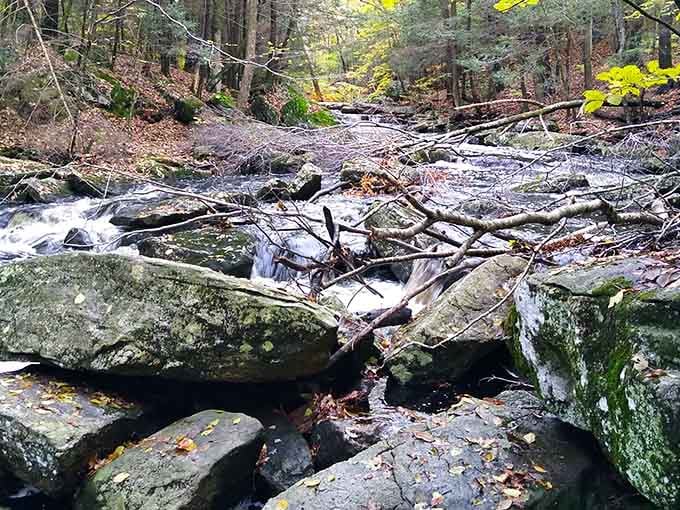 Nature's own obstacle course, where fallen logs and moss-covered rocks create a scene straight from an adventure movie.