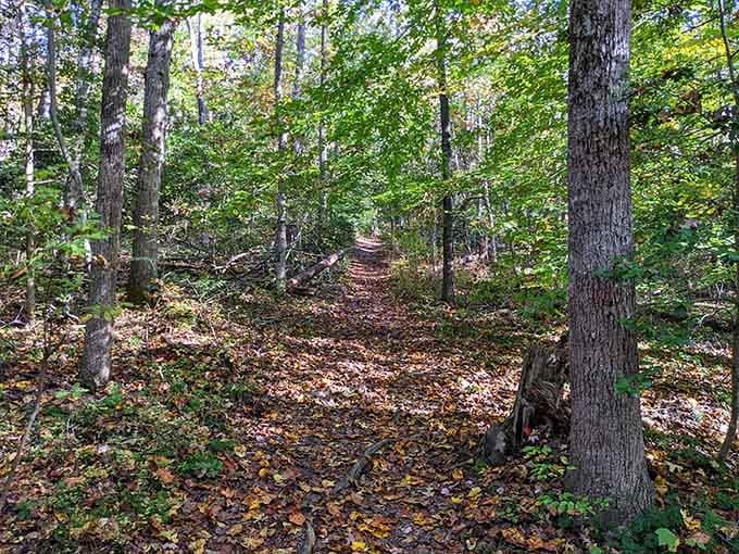 Fall transforms the forest trails into a carpet of golden leaves, creating picture-perfect hiking conditions for your next adventure.