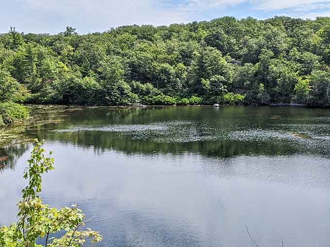 Dense forest meets glassy water&mdash;proof that New Jersey's natural beauty doesn't need a filter or fancy editing.