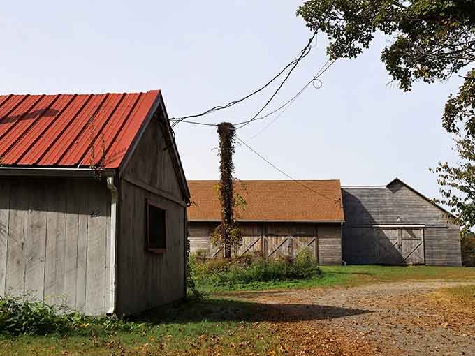 These weathered barns tell stories older than your favorite classic TV reruns, standing proud against Connecticut skies.