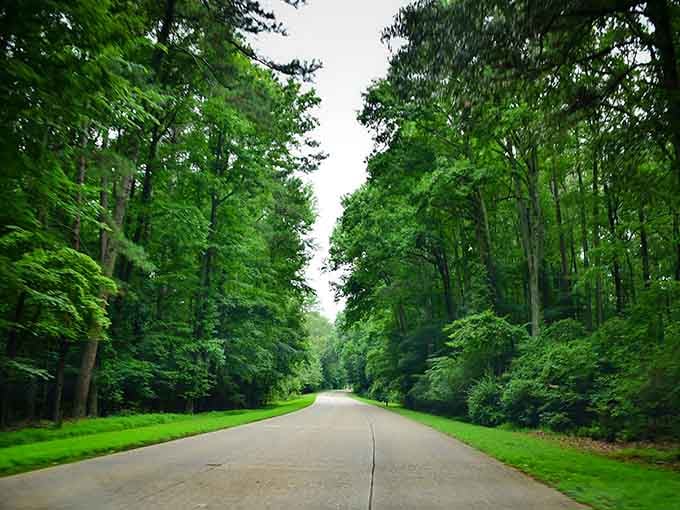 Nature's cathedral welcomes you with open branches, inviting a slower pace and deeper appreciation of simple beauty.