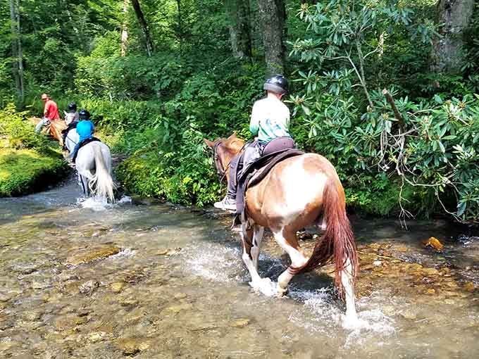 Your horse doesn't mind getting its hooves wet, splashing through crystal-clear mountain streams like a seasoned pro.
