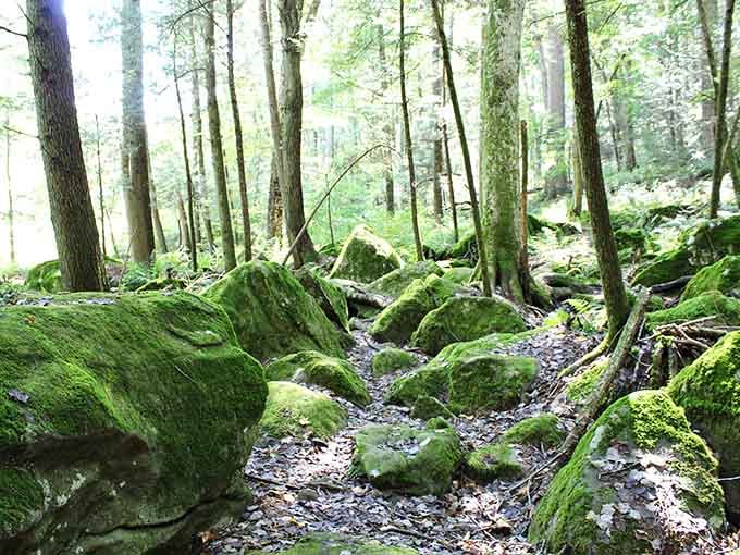 This trail through moss-covered rocks proves Connecticut has its own version of an enchanted forest.