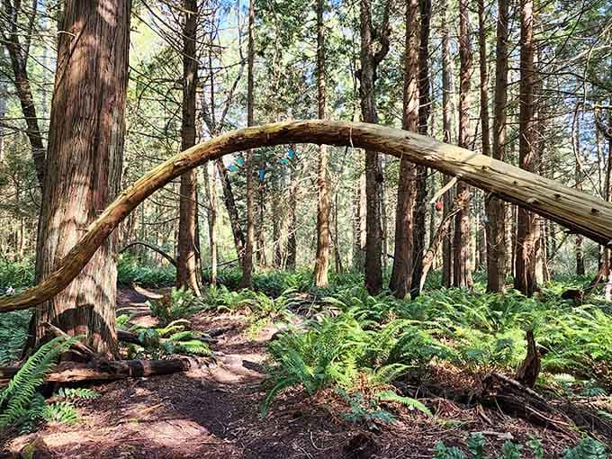 Ancient trees arch overhead creating natural cathedral ceilings where whimsy and wilderness meet in perfect harmony.