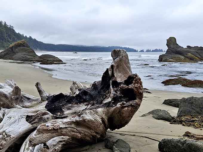Those sea stacks rising from the Pacific aren't just rocks, they're nature's own sculpture garden.