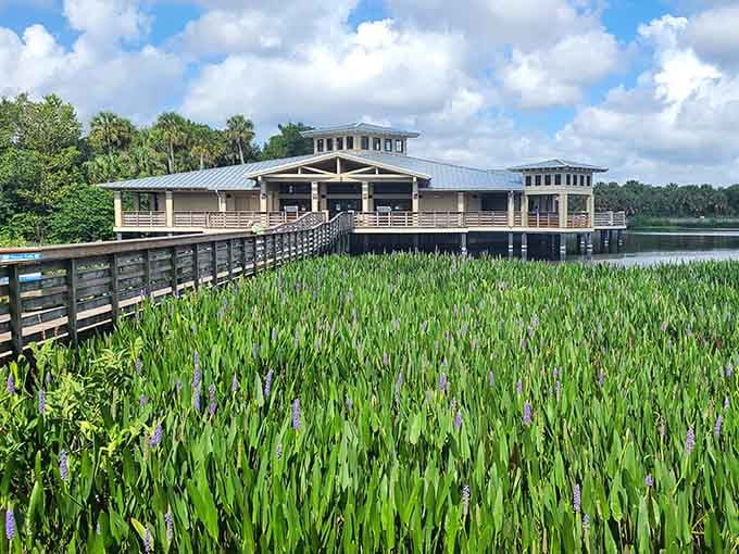 Pickerelweed blooms create a purple carpet leading to the nature center, proving that water treatment facilities can be surprisingly photogenic.
