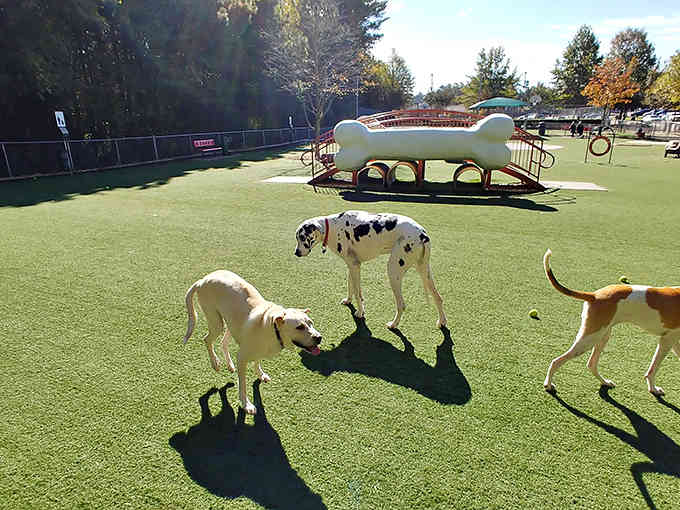 Dogs enjoying the spacious artificial turf play area with fun agility equipment, including that adorable giant bone-shaped tunnel in the background.