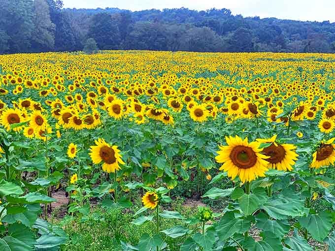 When Mother Nature decides to show off, this is what happens: endless golden blooms under perfect skies.