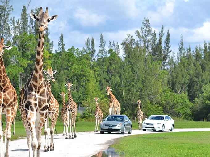 When giraffes casually stroll alongside your sedan, you know you've entered a very different kind of Florida.