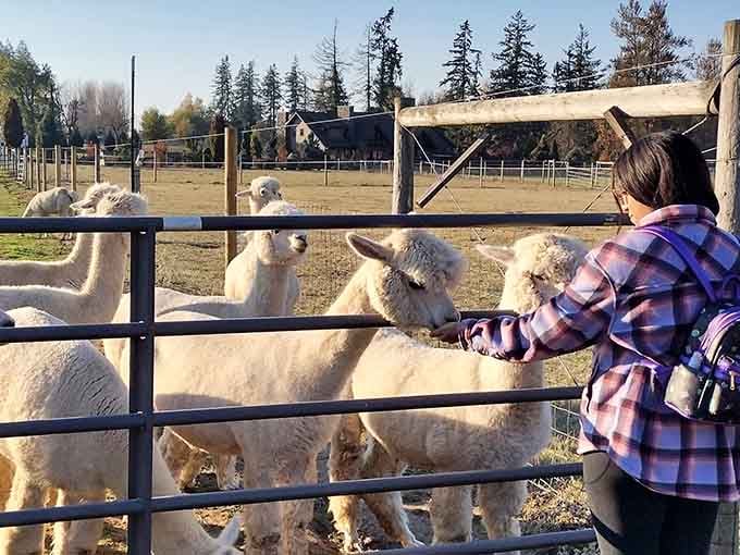 Three eager alpacas crowd the fence like fans waiting for autographs, and honestly, they deserve them.