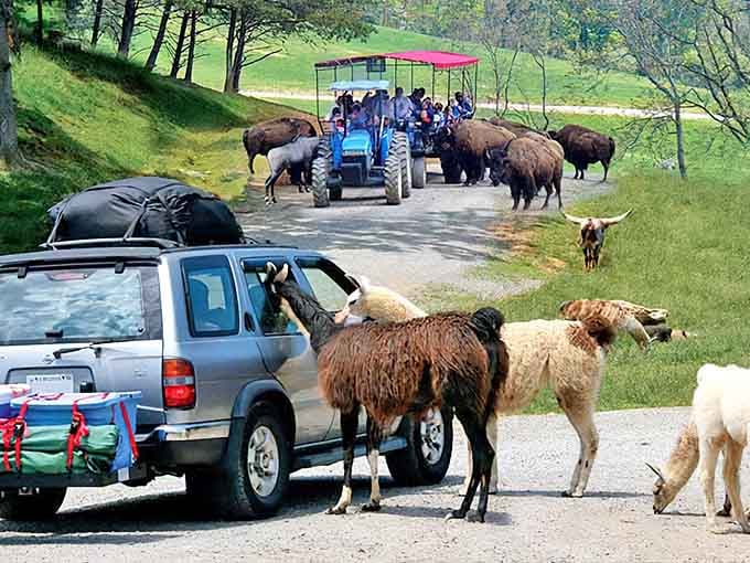When bison decide it's their turn to cross, you wait patiently and count your blessings.