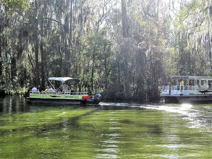 Gliding under moss-draped branches like you're in a Tarzan movie, except with better seating arrangements.