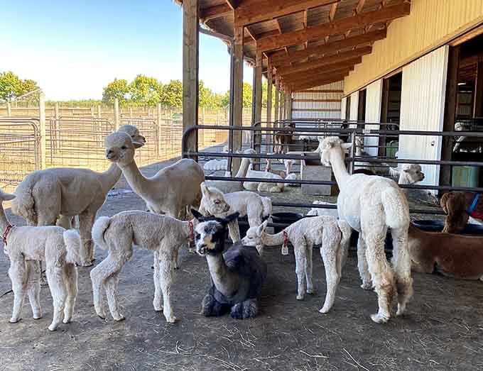 When the welcoming committee includes this many fluffy faces, you know you're in the right place.