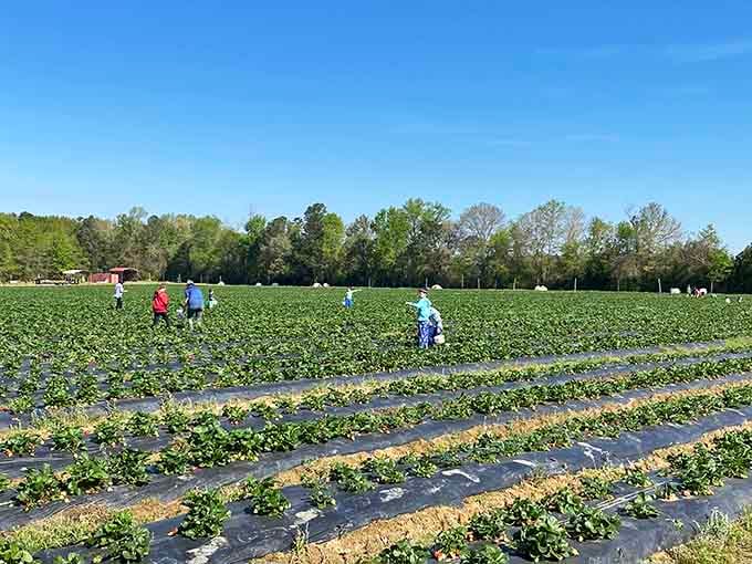 Rows of green promise stretching toward the horizon, where strawberries await their destiny in your bucket.