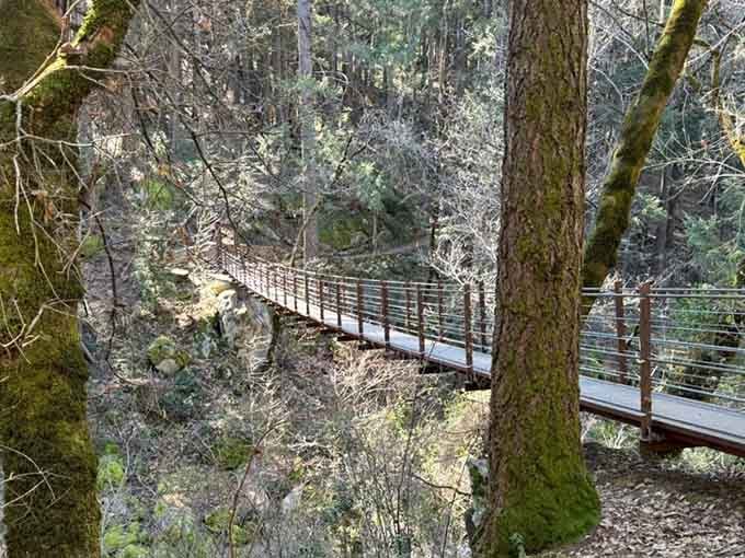 Steel cables and wooden planks create a pathway through the forest canopy that beats any corporate team-building trust exercise.