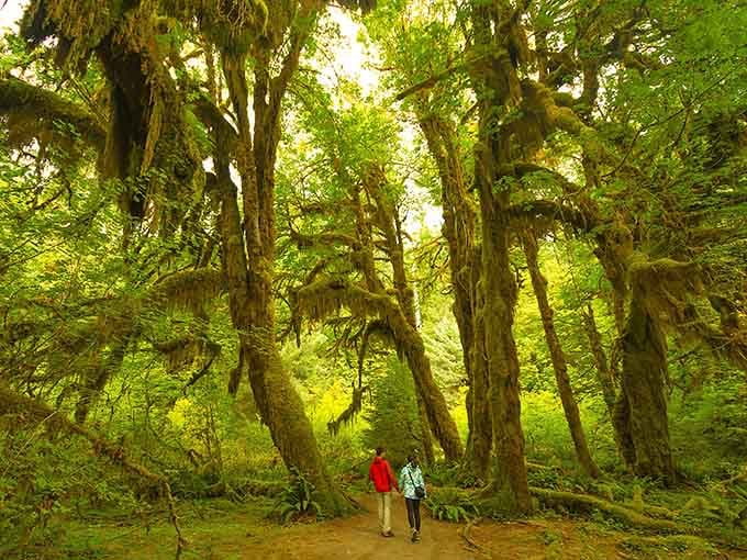 Two hikers disappear into a tunnel of moss-draped maples, proof that Washington's fairytale is absolutely real.