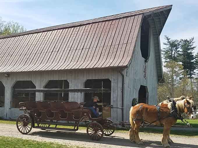 Those magnificent draft horses aren't just pulling a carriage—they're pulling you straight into another century.