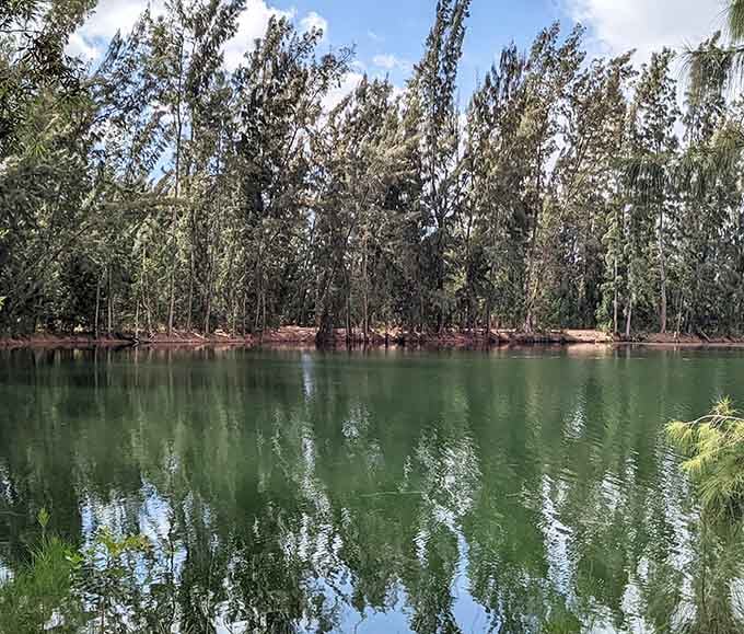 Cathedral-like tree canopies transform ordinary trails into something Tolkien might have dreamed up during a Florida vacation.