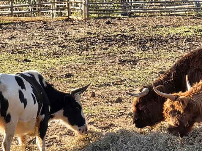 When Watusi cattle and their magnificent horns come over to say hello, you suddenly feel very, very small.