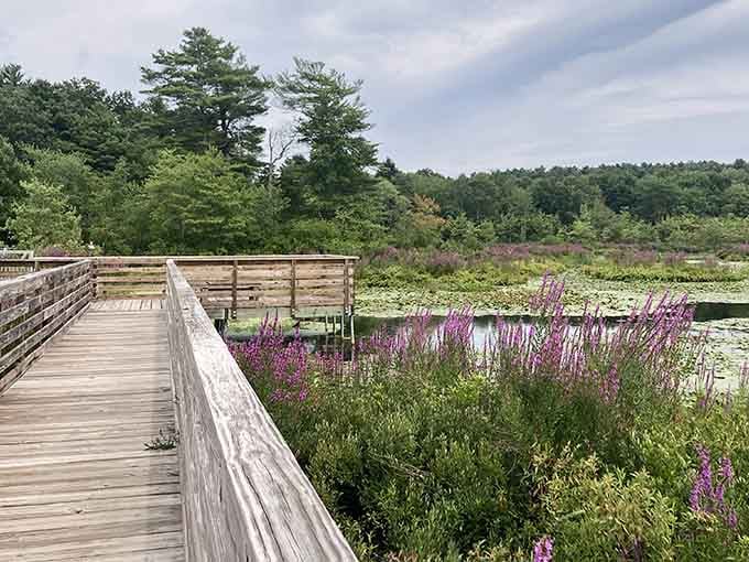 Purple wildflowers frame the boardwalk like nature decided to add its own Instagram filter to the scenery.