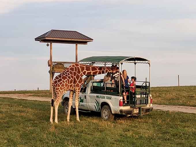 That moment when a giraffe casually strolls up to your safari vehicle like it's checking for spare snacks.