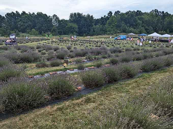 The lavender fields stretch out like a purple ocean, proving Ohio has more surprises than your Netflix queue.