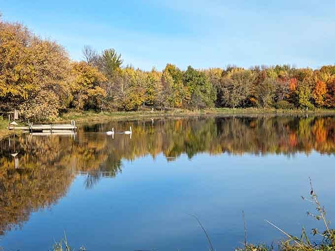 Vibrant autumn leaves and graceful swans create a stunning reflection on this peaceful, mirror-like lake during a quiet morning stroll.