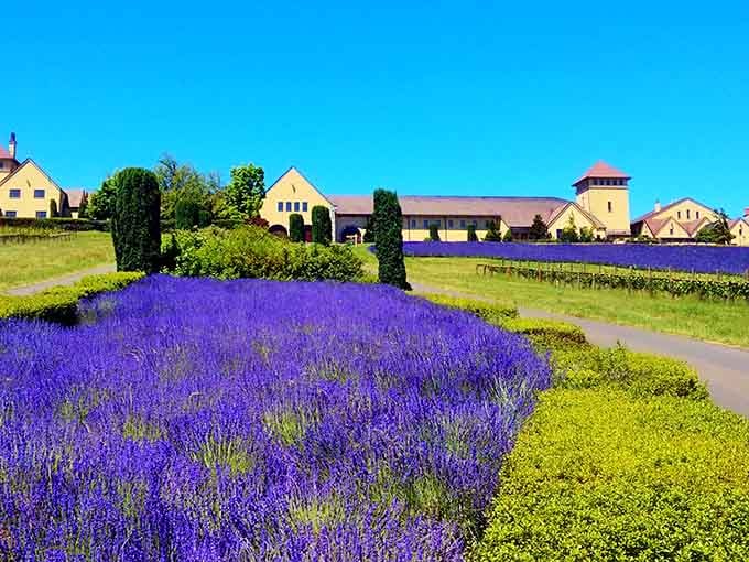 When lavender fields meet European architecture, you get a view that makes Provence jealous of Oregon's countryside charm.