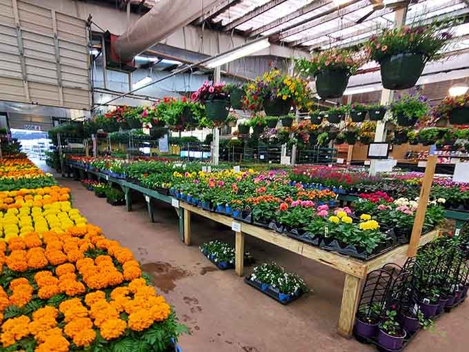 Greenhouse aisles overflow with color, making your local garden center look like it's not even trying.