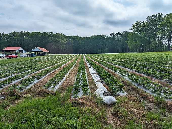 Those perfectly straight rows stretching toward the trees are your invitation to berry-picking bliss and sore knees.