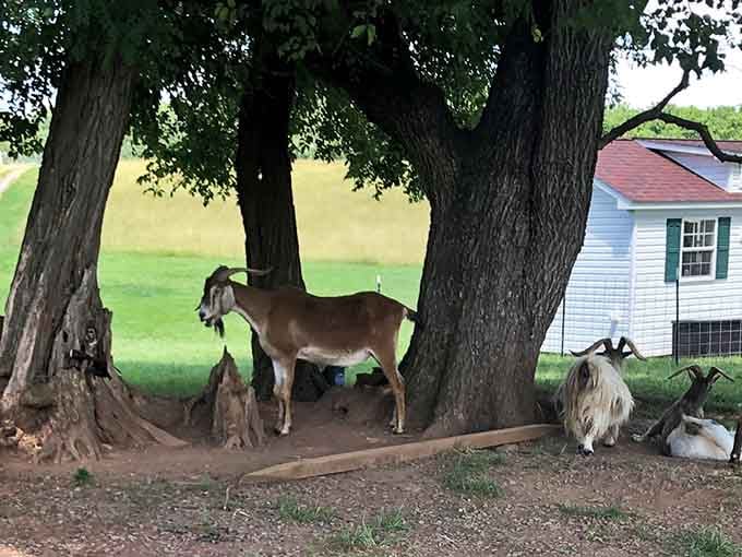 Friendly goats relax in the shade of large trees, enjoying a peaceful afternoon at this beautiful animal sanctuary in Maryland.