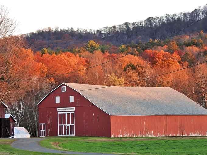 That classic red barn against autumn's blazing hillside looks like Norman Rockwell painted it himself.