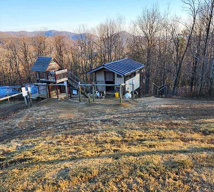Those goat houses with mountain views in the background prove that even the livestock live better than most of us do in the city.