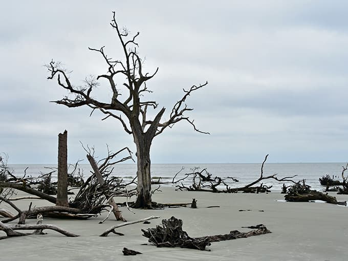 When nature decides to go full gothic artist, this is what happens—and it's absolutely mesmerizing.