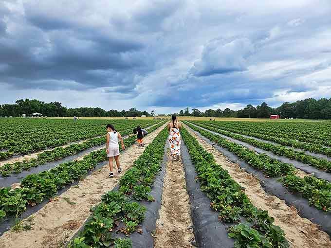 Rows of green promise stretching toward the horizon, where strawberries await their destiny in your bucket.