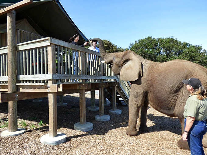 Feeding an elephant from your deck railing redefines the concept of room service in ways no luxury hotel could ever match.
