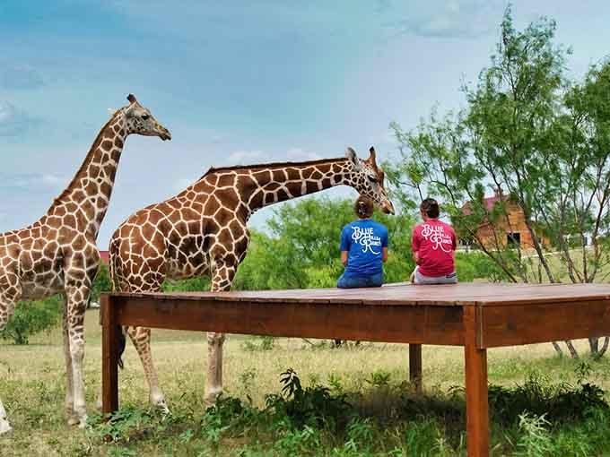 Front-row seats to nature's tallest show, where breakfast companions stand sixteen feet tall and absolutely steal the scene.