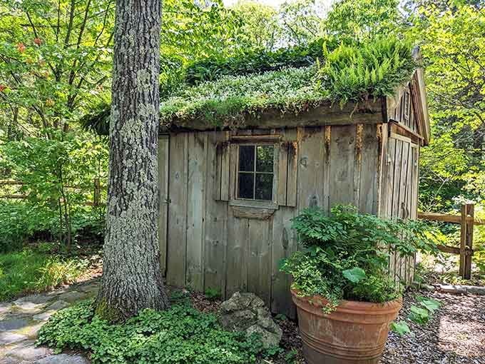 That charming little shed with the living roof isn't just adorable, it's proof that gardens can have personality too.