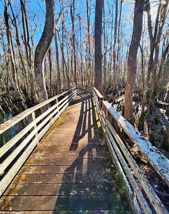This winding boardwalk through ancient cypress trees proves that the best paths in life aren't always straight.