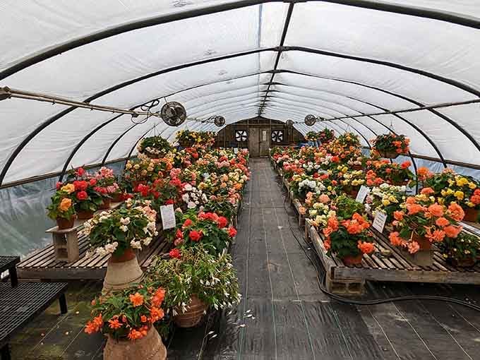 When Mother Nature shows off, this is what happens: pure horticultural magic in Morris.