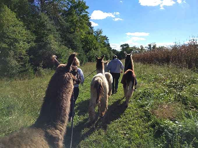 These woodland wanderers at Lower Sherwood Farm know the trails better than any GPS ever could.