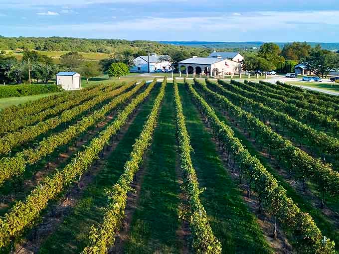 Rolling rows of grapevines stretch toward the horizon like nature's own perfectly organized wine cellar.