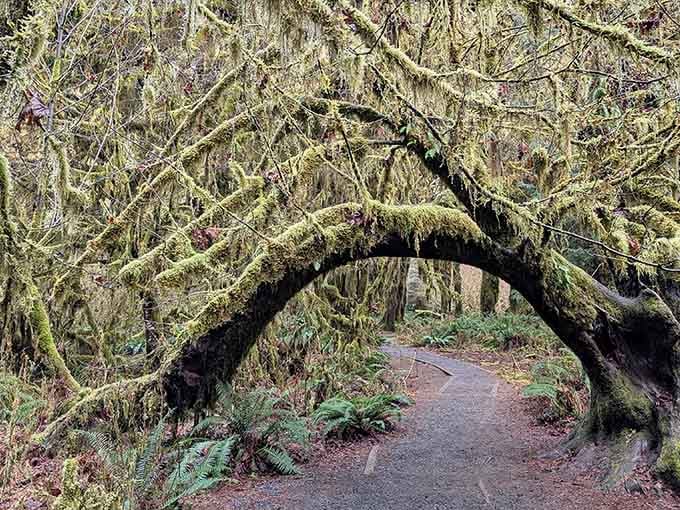 The soft light filters through a lush canopy of evergreens, illuminating the vibrant green moss that coats this mystical woodland.