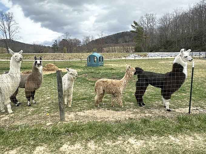 The welcoming committee at Ellaberry comes in various colors and fluffiness levels, all with impeccable posture and attitude.