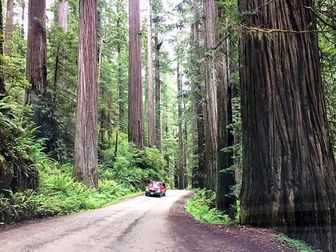 This unpaved ribbon of road winds through giants that make your daily commute look positively ordinary by comparison.