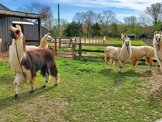 Your new hiking crew awaits at Lower Sherwood Farm, ready to judge your walking pace appropriately.