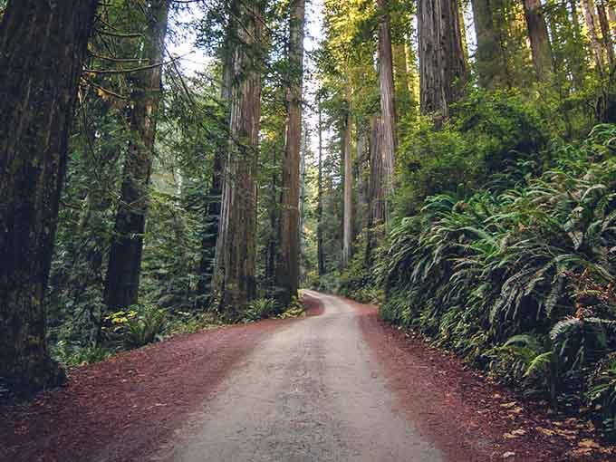 That reddish unpaved road winding through towering redwoods isn't just a drive&mdash;it's a portal to another world.