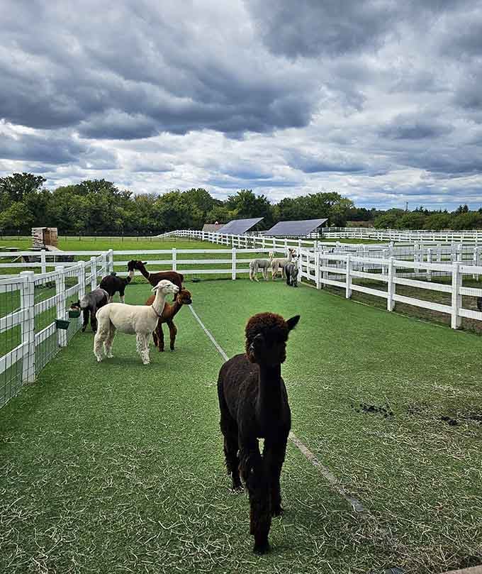 That dark alpaca in front knows exactly how photogenic he is against those pristine white fences.